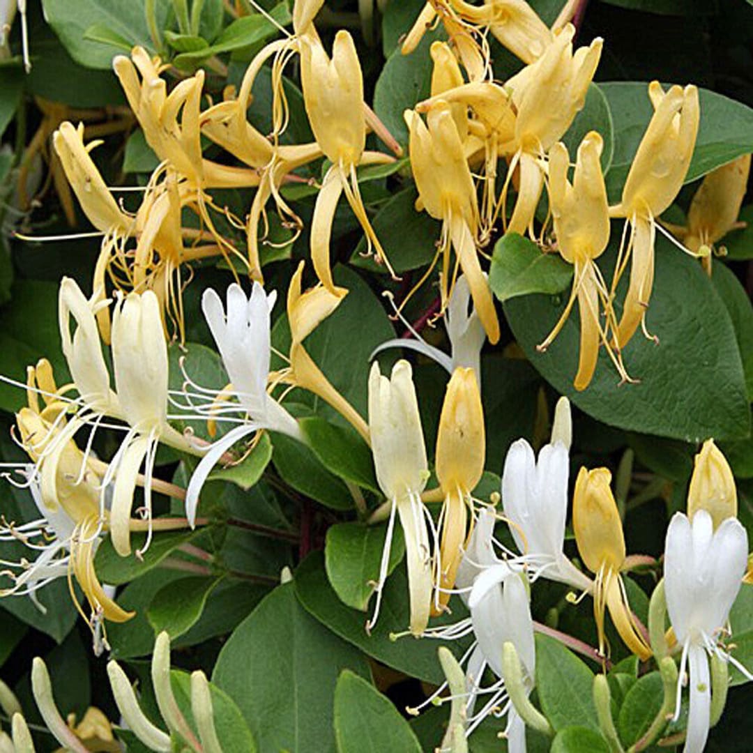 LONICERA - HONEYSUCKLE - Starter Plant - Approx 6-10 Inch - Dormant ...