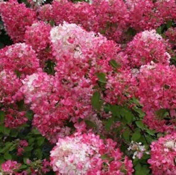 HYDRANGEA 'FRAISE MELBA' Starter Plant Approx 6-8 - Etsy
