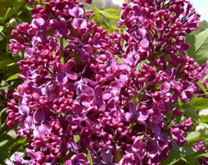 Syringa Vulgaris 'sensation' Lilac Live Plant 4 Pot Size - Etsy