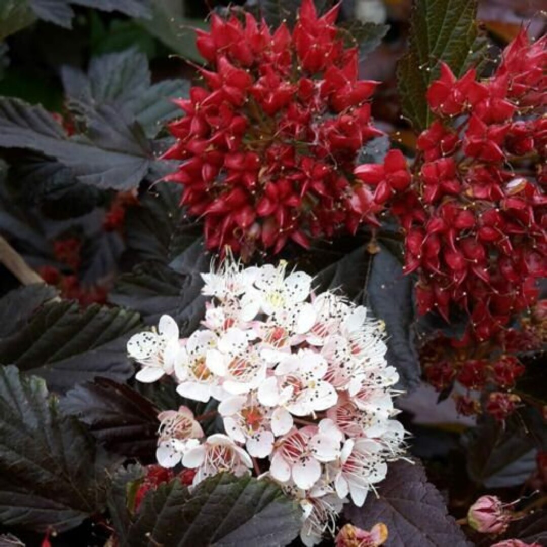 PHYSOCARPUS 'RED BARON' - Ninebark - Starter Plant - Approx 5-7 Inch - Etsy