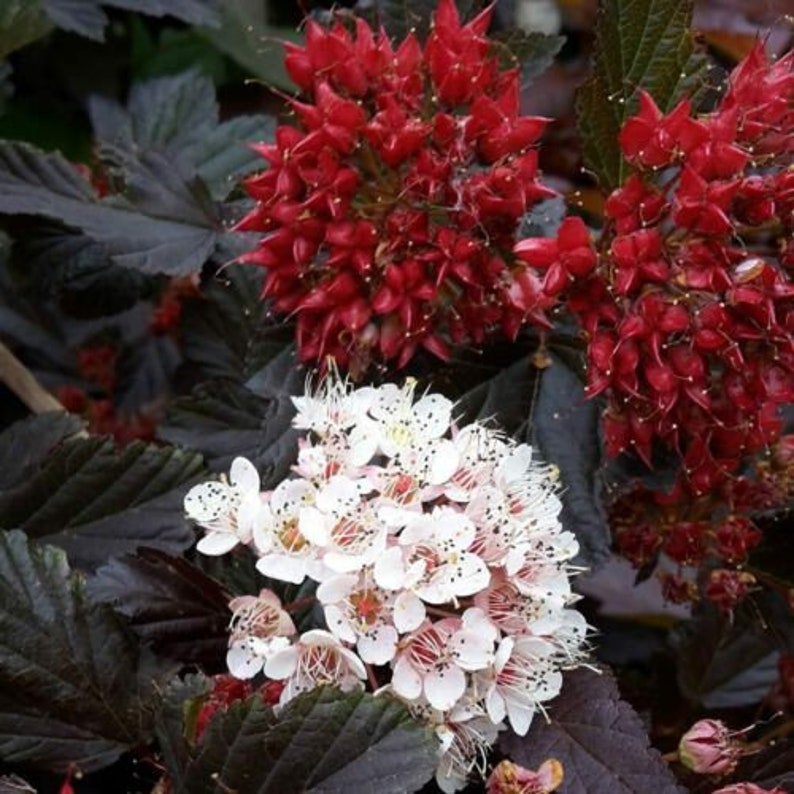 PHYSOCARPUS 'RED BARON' - Ninebark - Starter Plant - Approx 4-6 Inch - Etsy