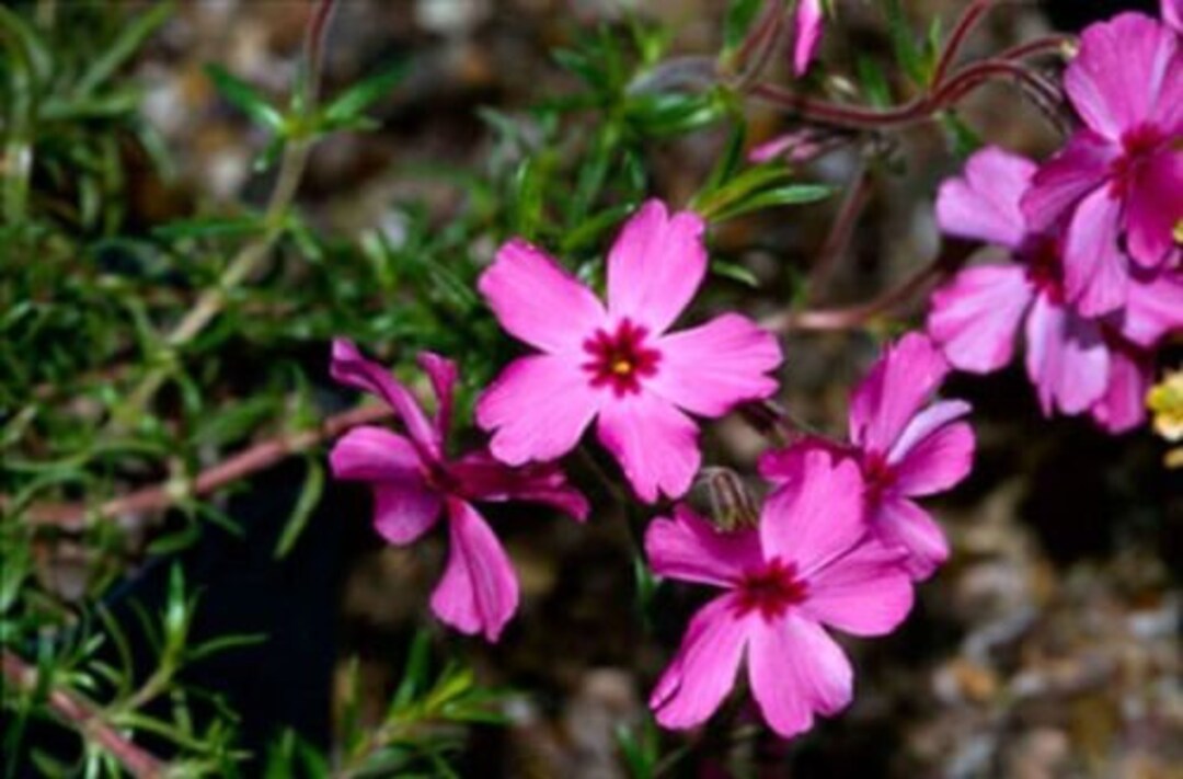PHLOX SUBULATA 'RED' - Creeping Phlox - Starter Plant - Etsy