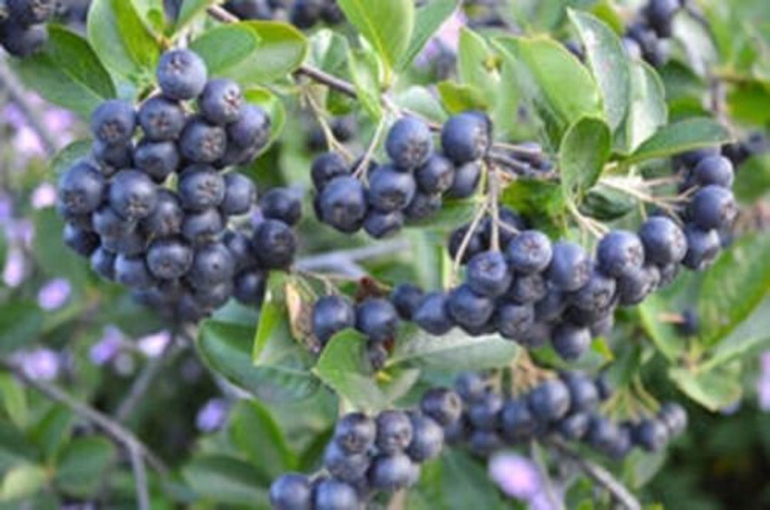 ARONIA MELANOCARPA 'VIKING' Edible Starter Plant Approx 8 Inch Dormant ...