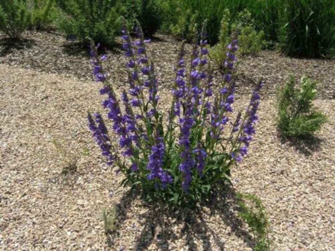 Penstemon Strictus- ROCKY MOUNTAIN PENSTEMON - Starter Plant - Etsy
