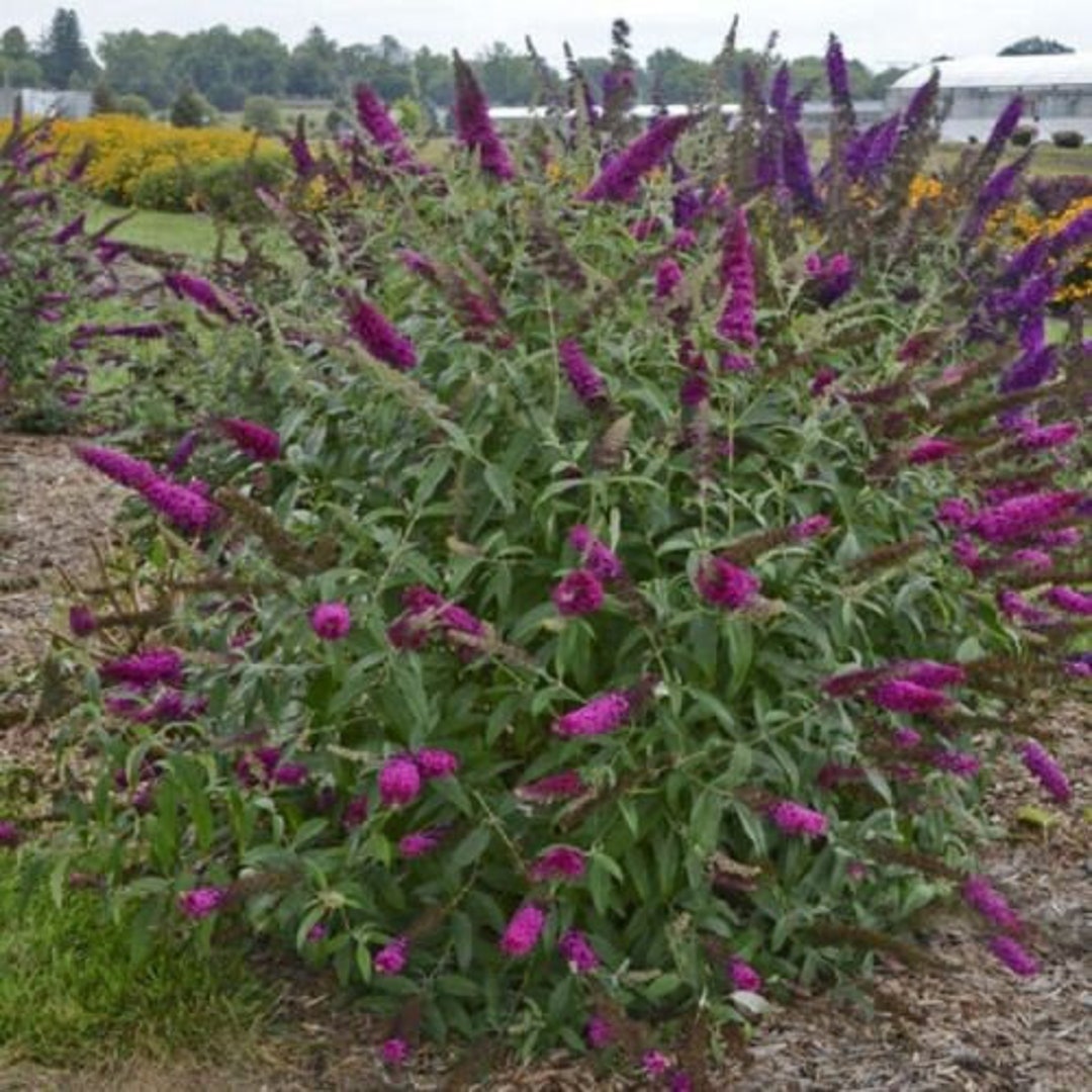 Buddleia 'QUEEN OF HEARTS' - Dwarf Butterfly Bush - Fragrant - Starter ...
