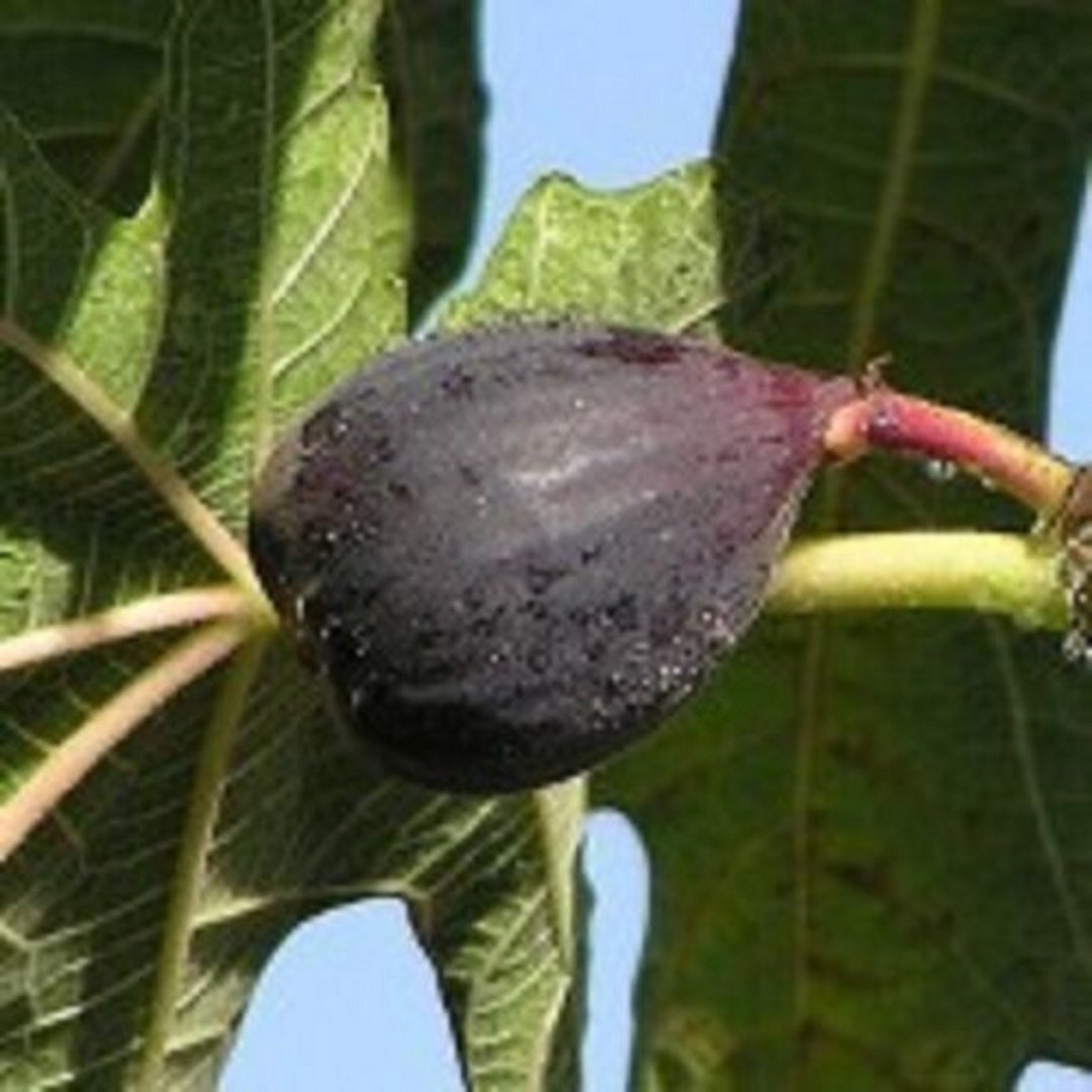 Ficus Carica 'BEER'S Black'-fig-starter Plant - Approx 7-10 Inch - Etsy