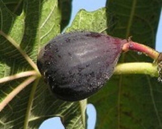 Ficus Carica 'BEER'S Black'fig-starter Plant Approx 8 Inch Semidormant - Etsy