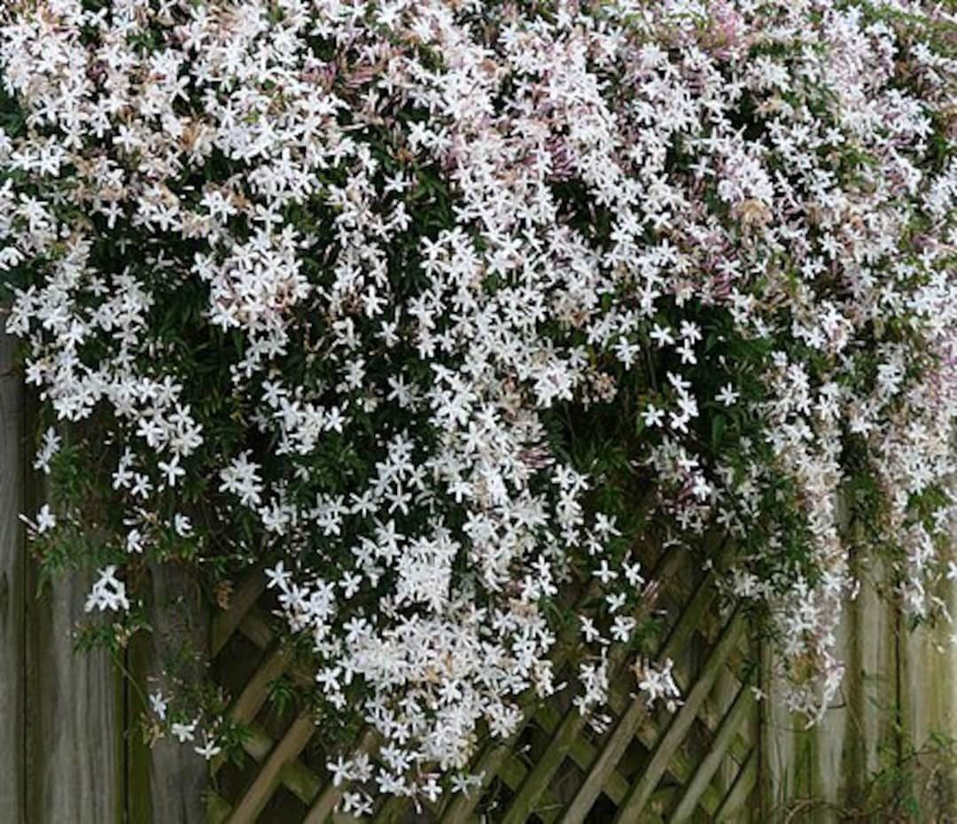 JASMINE OFFICINALE - Poet's Jasmine - Fragrant - Starter Plant - Approx ...