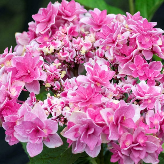 HYDRANGEA Macrophylla 'ROSY SPLENDOR tinkerbell' - Etsy
