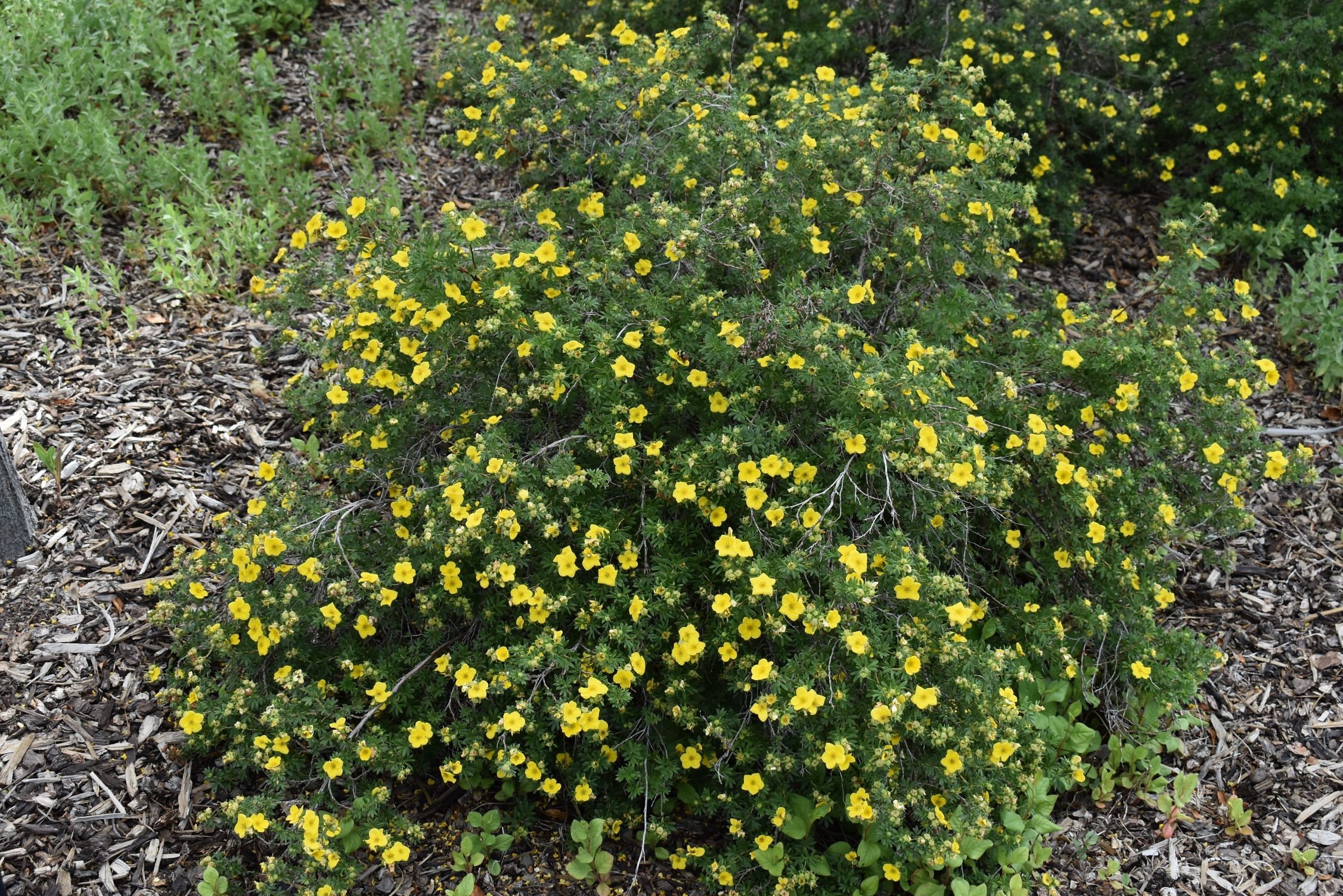 POTENTILLA FRUTICOSA 'GOLDFINGER' Shrubby Cinquefoil Starter Plant ...