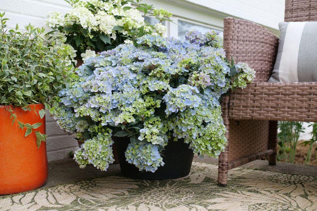 HYDRANGEA 'fairytrail Fresco'- Starter Plant - Approx 5-7 Inch - Etsy