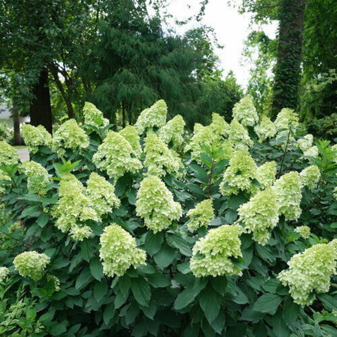 HYDRANGEA 'LIMELIGHT PRIME' - Approx 6-8 Inch - Starter Plant - Cutback ...