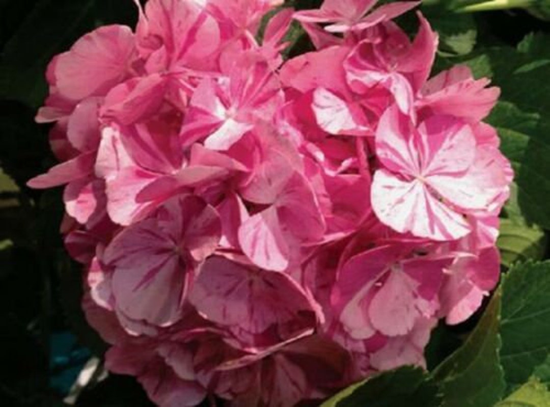 Hydrangea 'dancing Angels-sweet Fantasy' - Starter Plant - Approx 7-9 ...