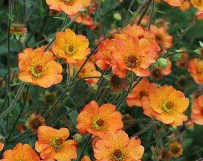 GEUM 'TOTALLY TANGERINE - Starter Plant - Dormant - Etsy