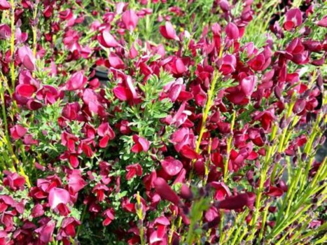 CYTISUS 'BOSKOOP RUBY' - Starter Plant - Approx 6-9 Inch - Etsy