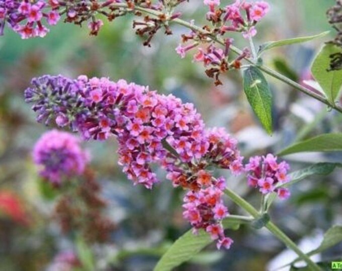 Raspberry Buzz Butterfly Bush Plant Live Plant - Etsy