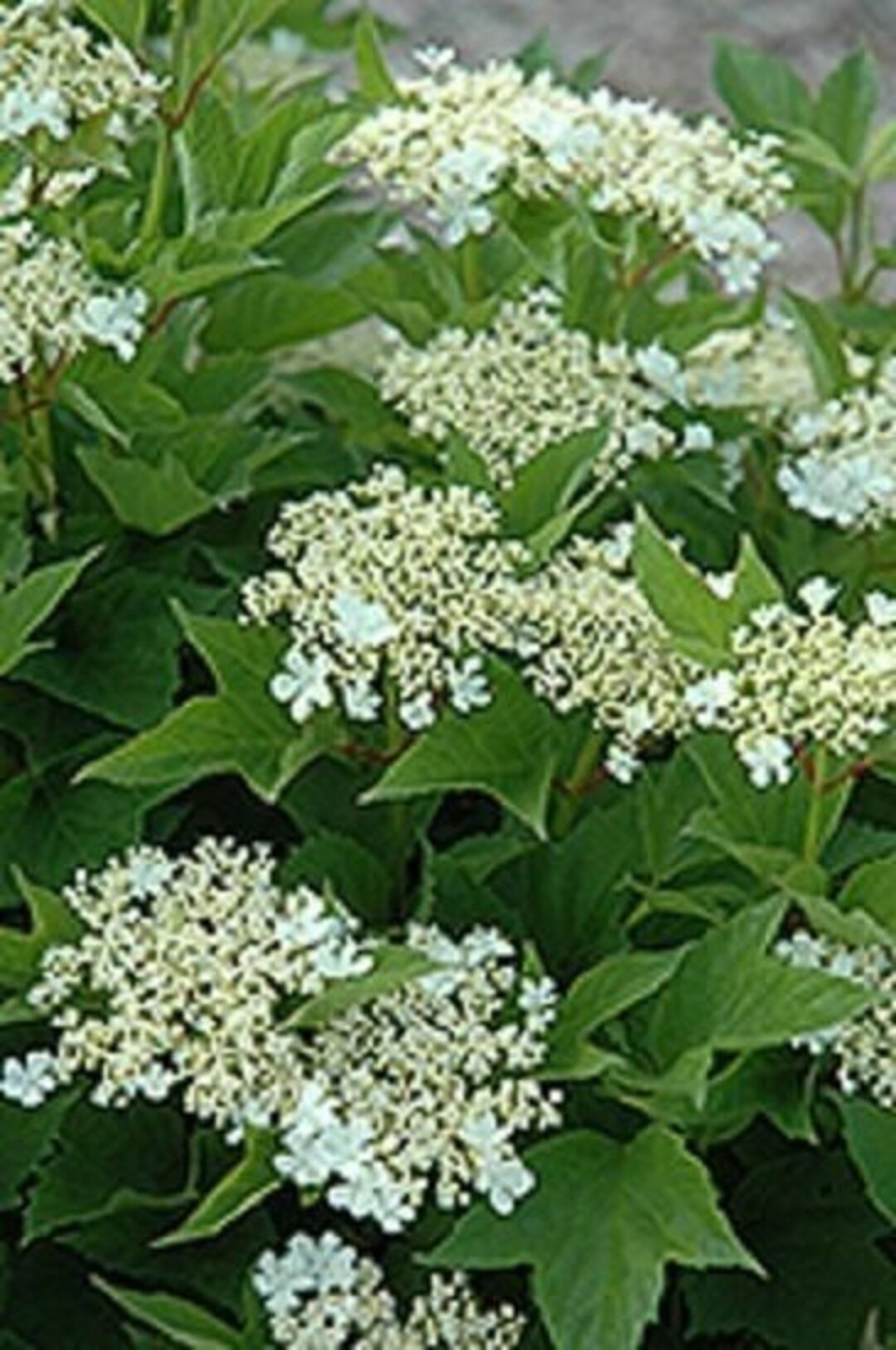 VIBURNUM TRILOBUM 'WENTWORTH'- American Cranberry - Starter Plant ...