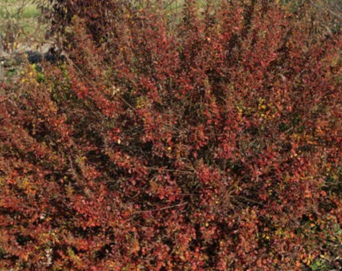 RHUS AROMATICA 'LACETTE' - Starter Plant - Approx 7 Inch - Dormant - Etsy