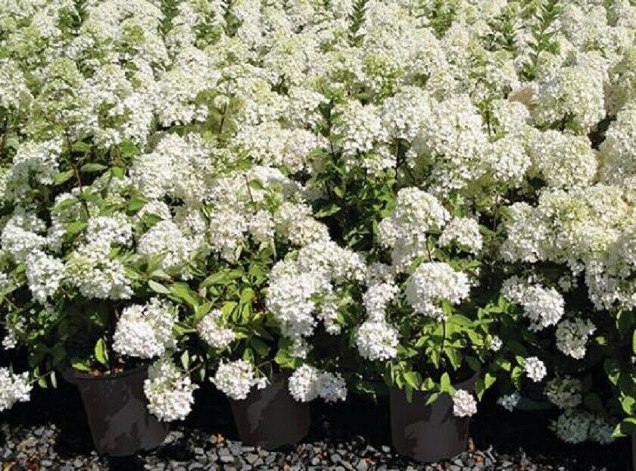HYDRANGEA PANICULATA 'BOMBSHELL' Plant Approx 5-7 Inch Dormant - Etsy