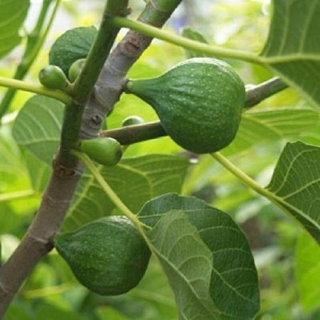 Ficus Carica "desert King' - STARTER PLANT - APPROX 7-8 Inch - Dormant ...