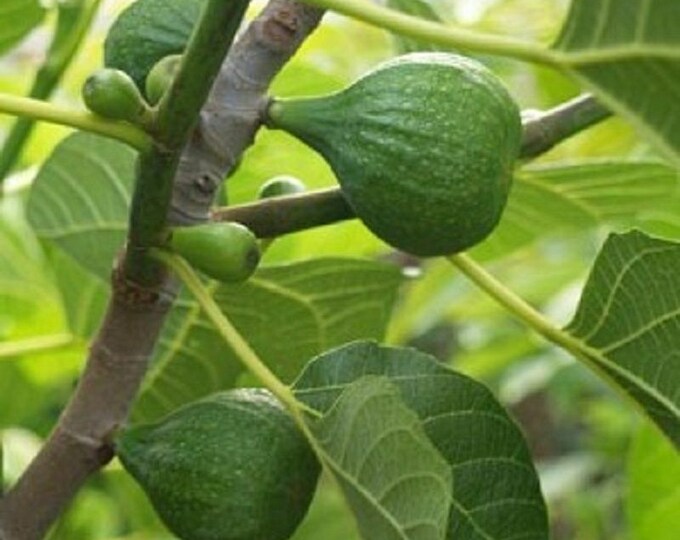 Ficus Carica "desert King' - STARTER PLANT - APPROX 7-8 Inch - Dormant ...