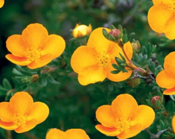 POTENTILLA FRUTICOSA 'TANGERINE' - Shrubby Cinquefoil - Starter Plant ...