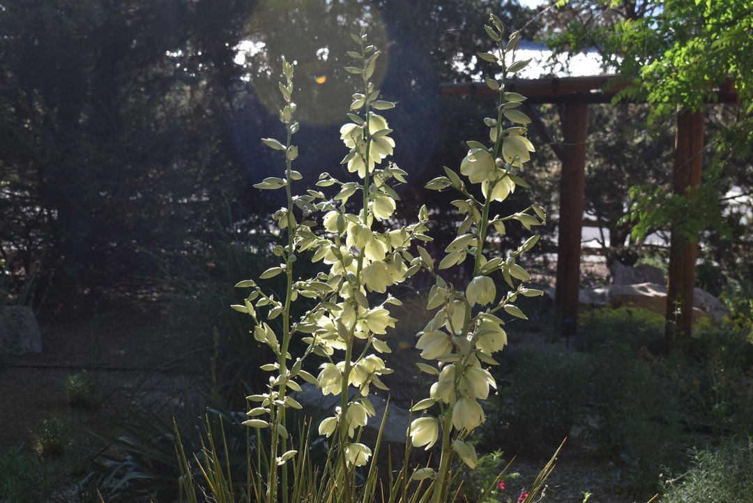 YUCCA 'IVORY TOWERS' Starter Plant - Etsy