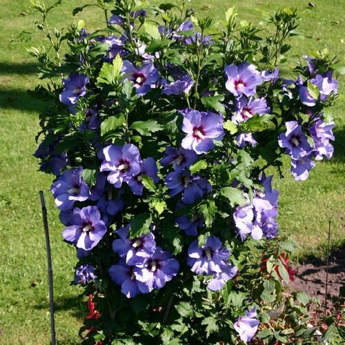 Hibiscus Syriacus Bluebird Starter Plant Approx Etsy