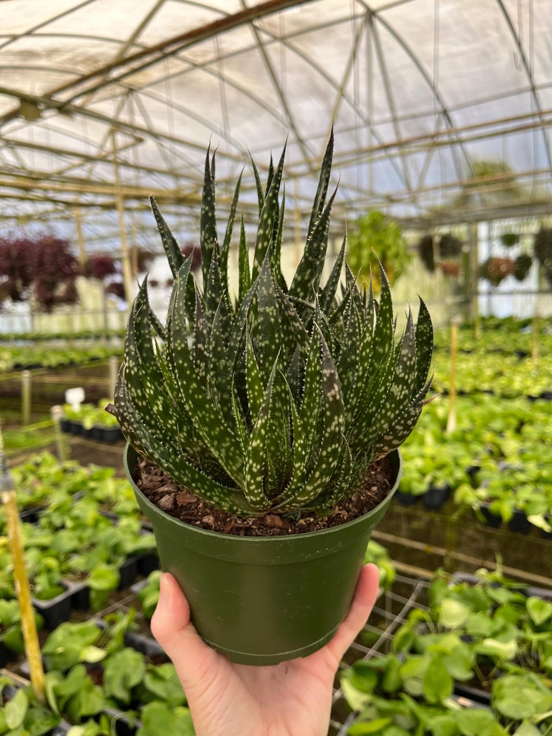 EXTRA LARGE Gasteria / Gaster Aloe / Haworthia Sp With Pups / EXACT ...