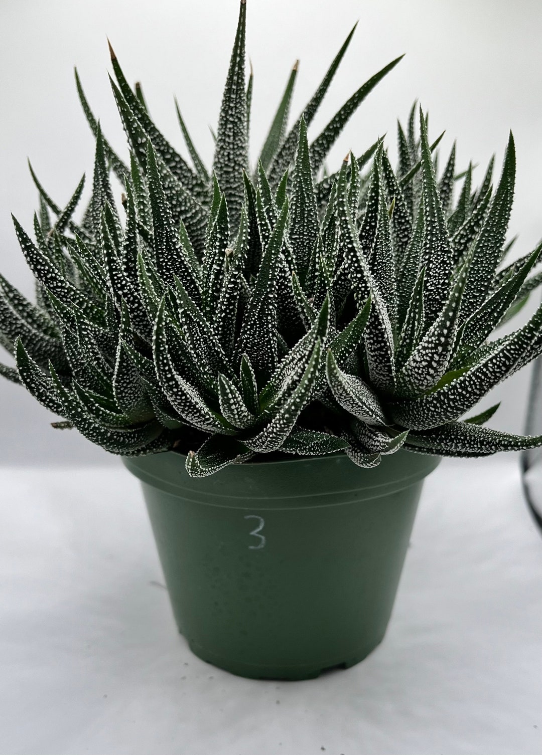 Haworthia Attenuatta Cluster Clump Zebra Plant Indoor Low - Etsy