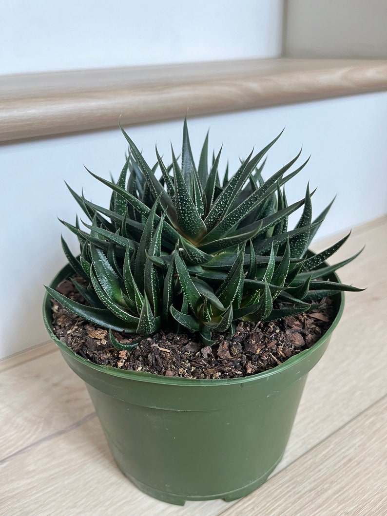 EXTRA LARGE Haworthia Hybrid Cluster Clump / EXACT Live Succulent Plant ...