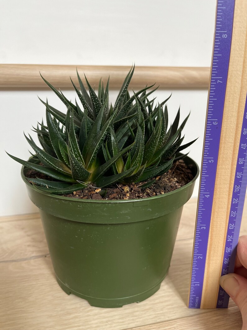 EXTRA LARGE Haworthia Hybrid Cluster Clump / EXACT Live Succulent Plant ...