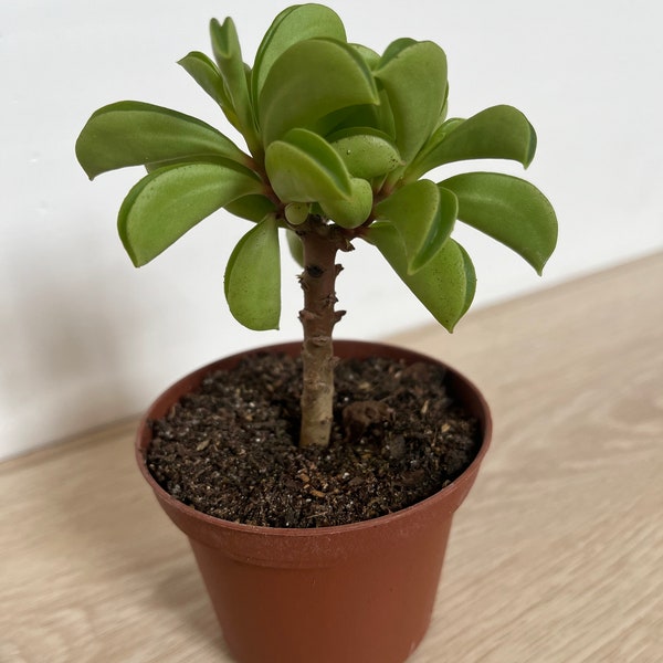 Peperomia Plant - Etsy