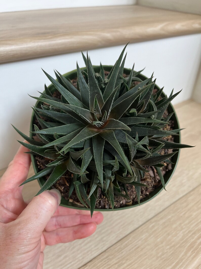 EXTRA LARGE Haworthia Hybrid Cluster Clump / EXACT Live Succulent Plant ...
