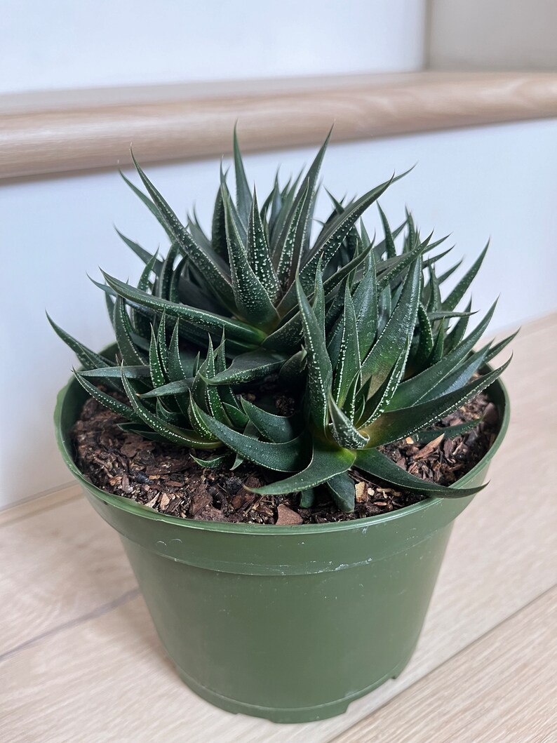 EXTRA LARGE Haworthia Hybrid Cluster Clump / EXACT Live Succulent Plant ...