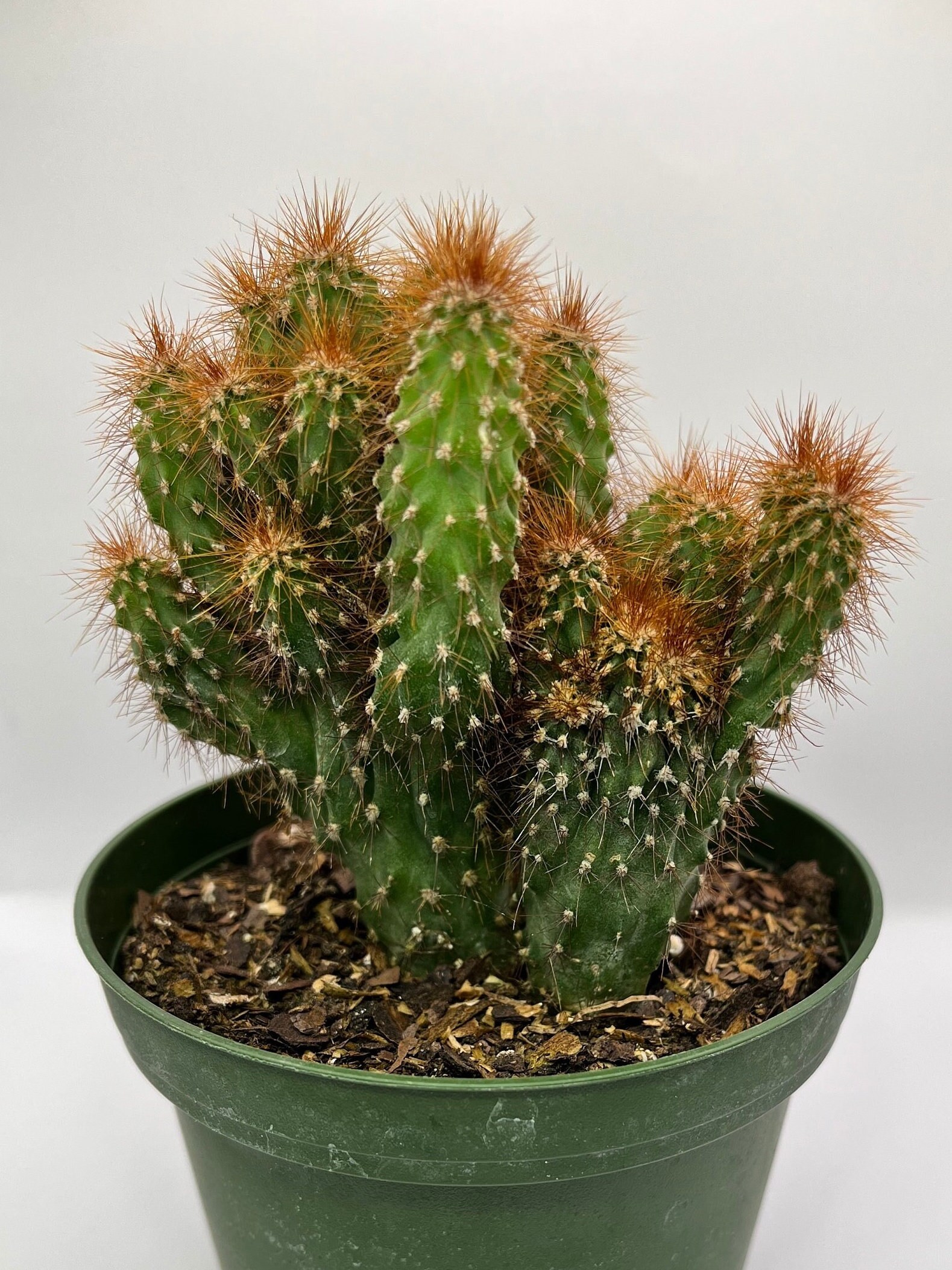 Cereus Rapandus Peruvians Monstrose, Cactus, Succulent, Live Plant - Etsy