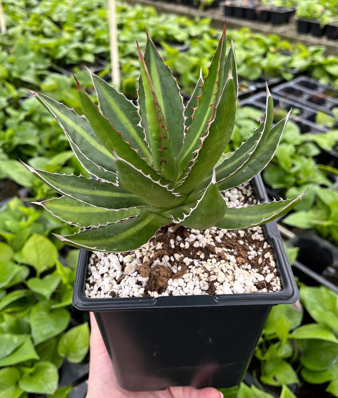 Agave Lophantha 'splendida' (center Stripe Agave) / EXACT Live ...