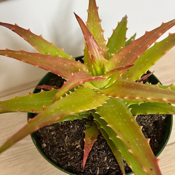 Succulent Garden - Etsy