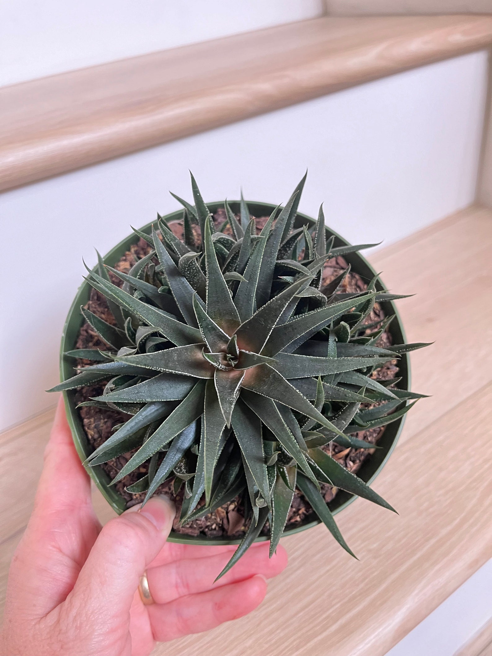 EXTRA LARGE Haworthia Hybrid Cluster Clump / EXACT Live Succulent Plant ...