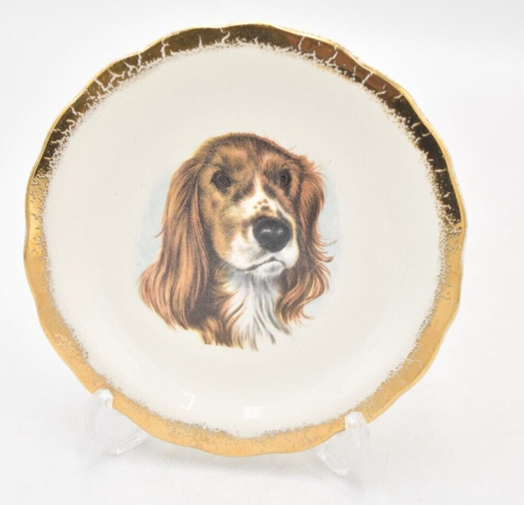 Vintage Springer Spaniel Dog Collectors Plate 24K Gold Rim - Etsy