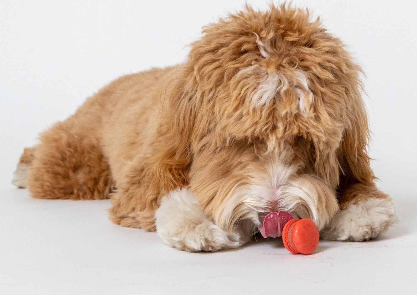 Macarons for Dogs (dog Treat) Gift / Birthday Box: Mango, Carob and ...