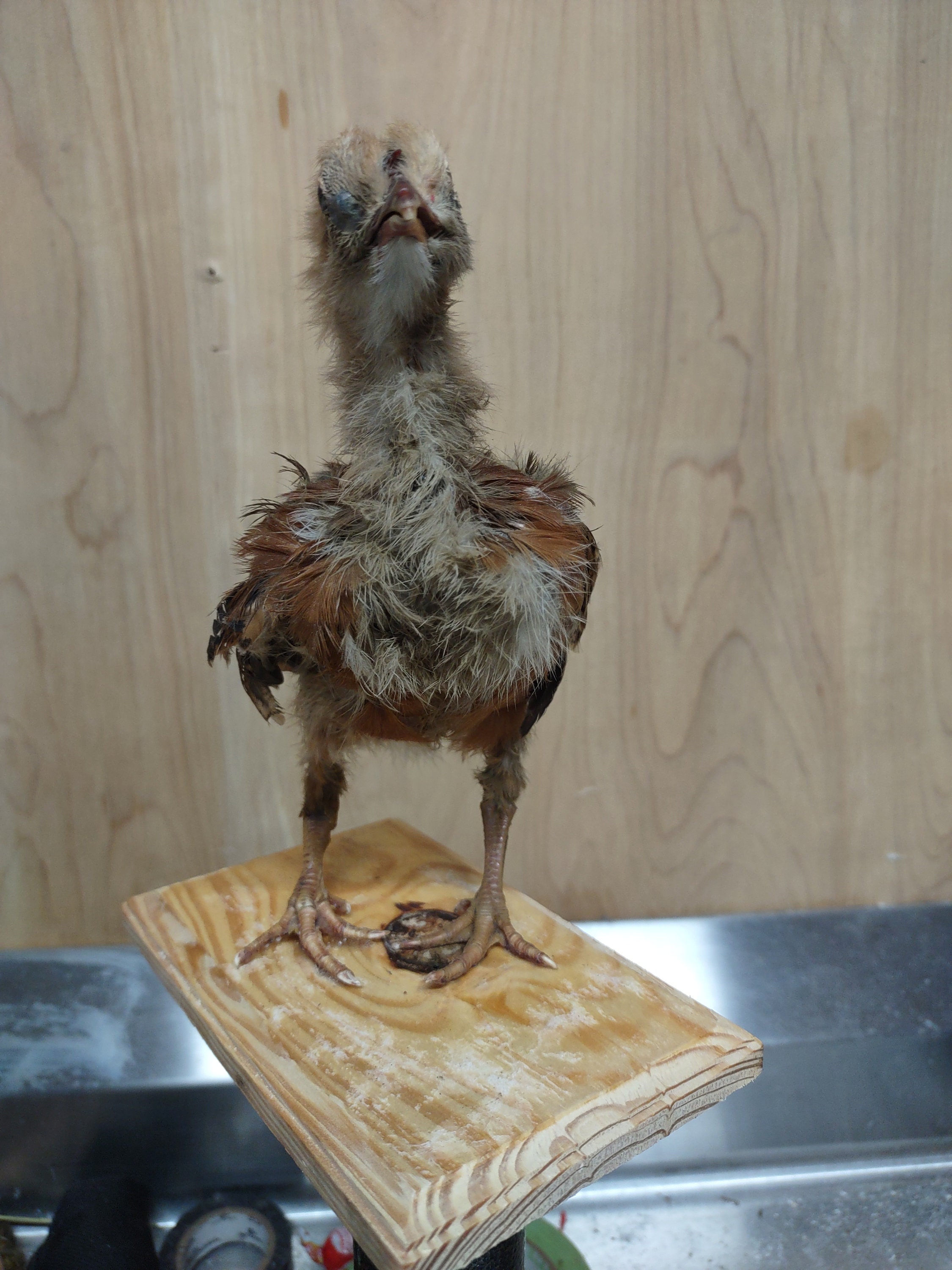Bad Chicken Taxidermy - Etsy