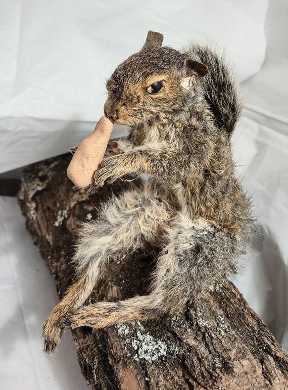 Funny Taxidermy Fails