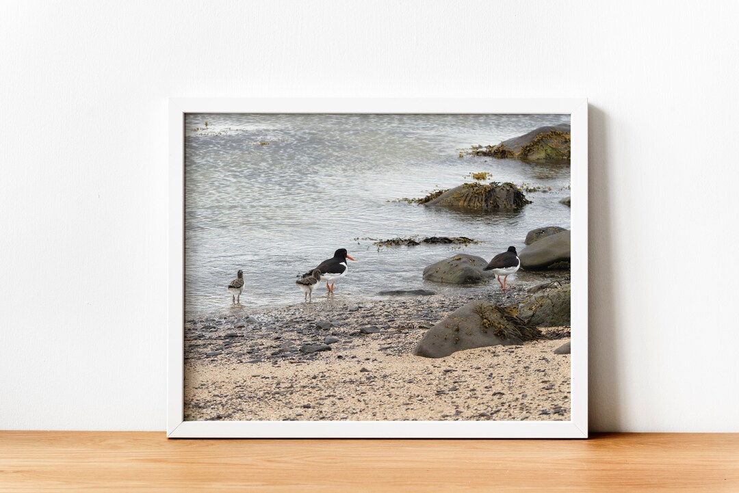 Oyster Cracker Birds Photograph Print, Icelandic Beach, Icelandic Birds ...