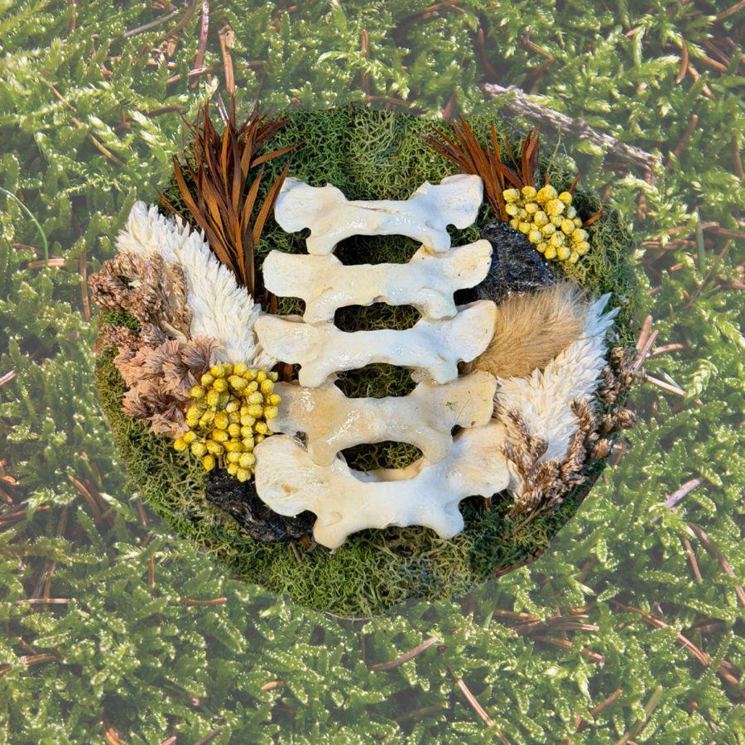 Fox Spine Vertebrae Art Piece With Moss, Crystals & Flowers | Curiosity ...