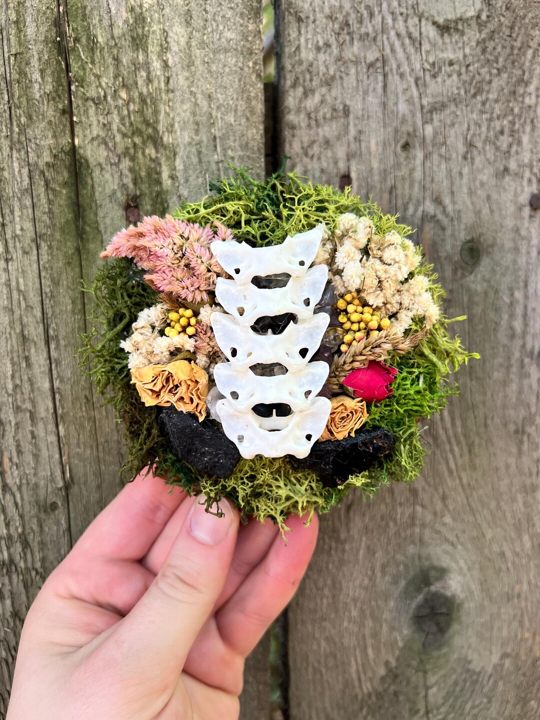 Fox Spine Vertebrae Art Piece With Moss, Crystals & Flowers Curiosity ...