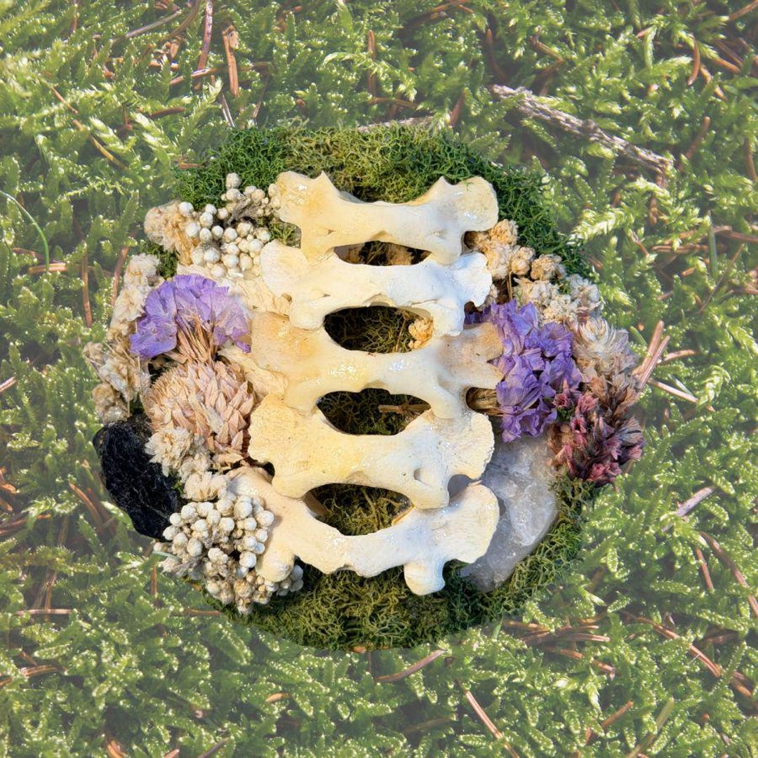 Fox Spine Vertebrae Art Piece With Moss, Crystals & Flowers | Curiosity ...