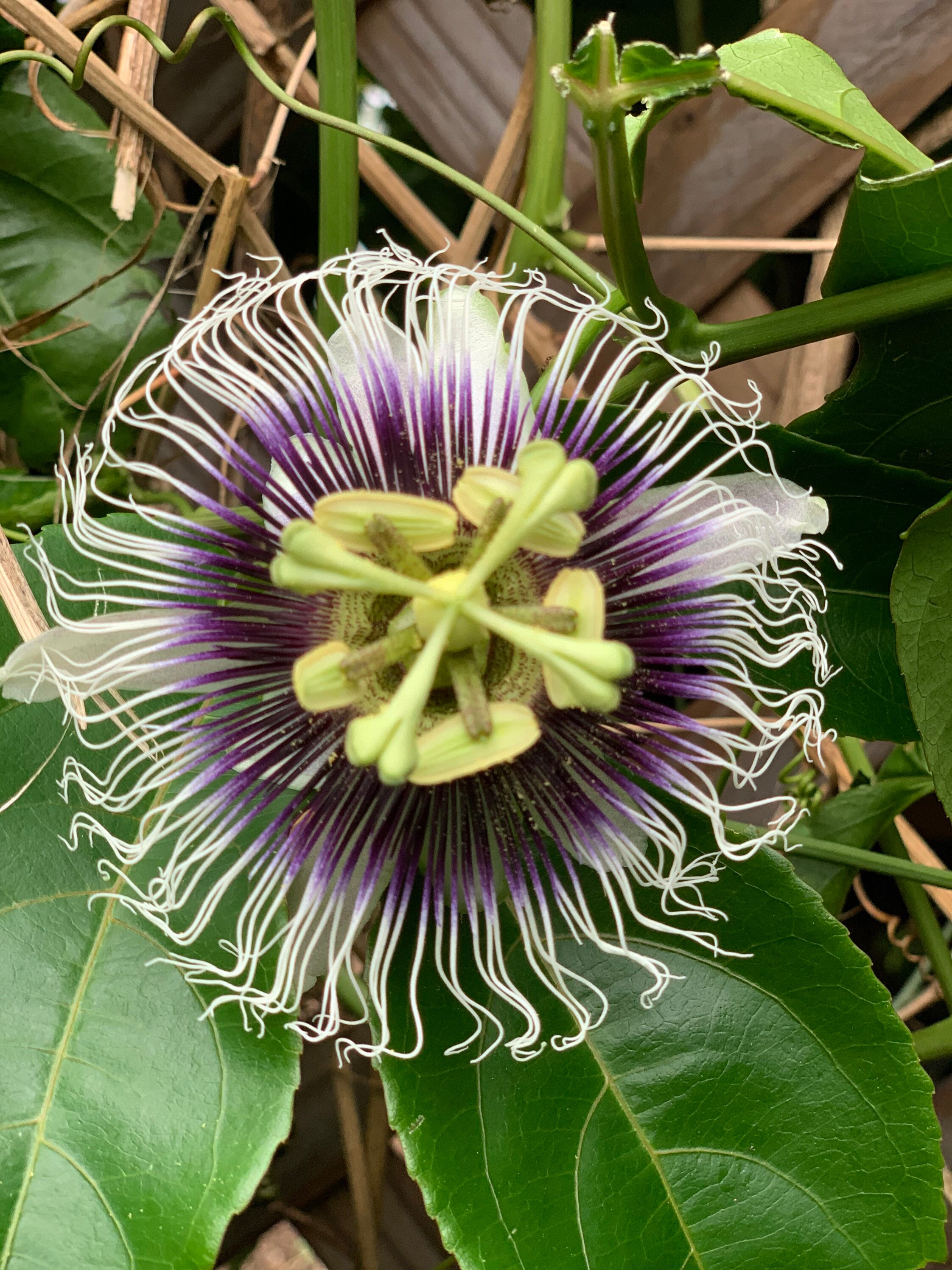 Passion Fruit lilikoi Vine Seed Packet - Etsy