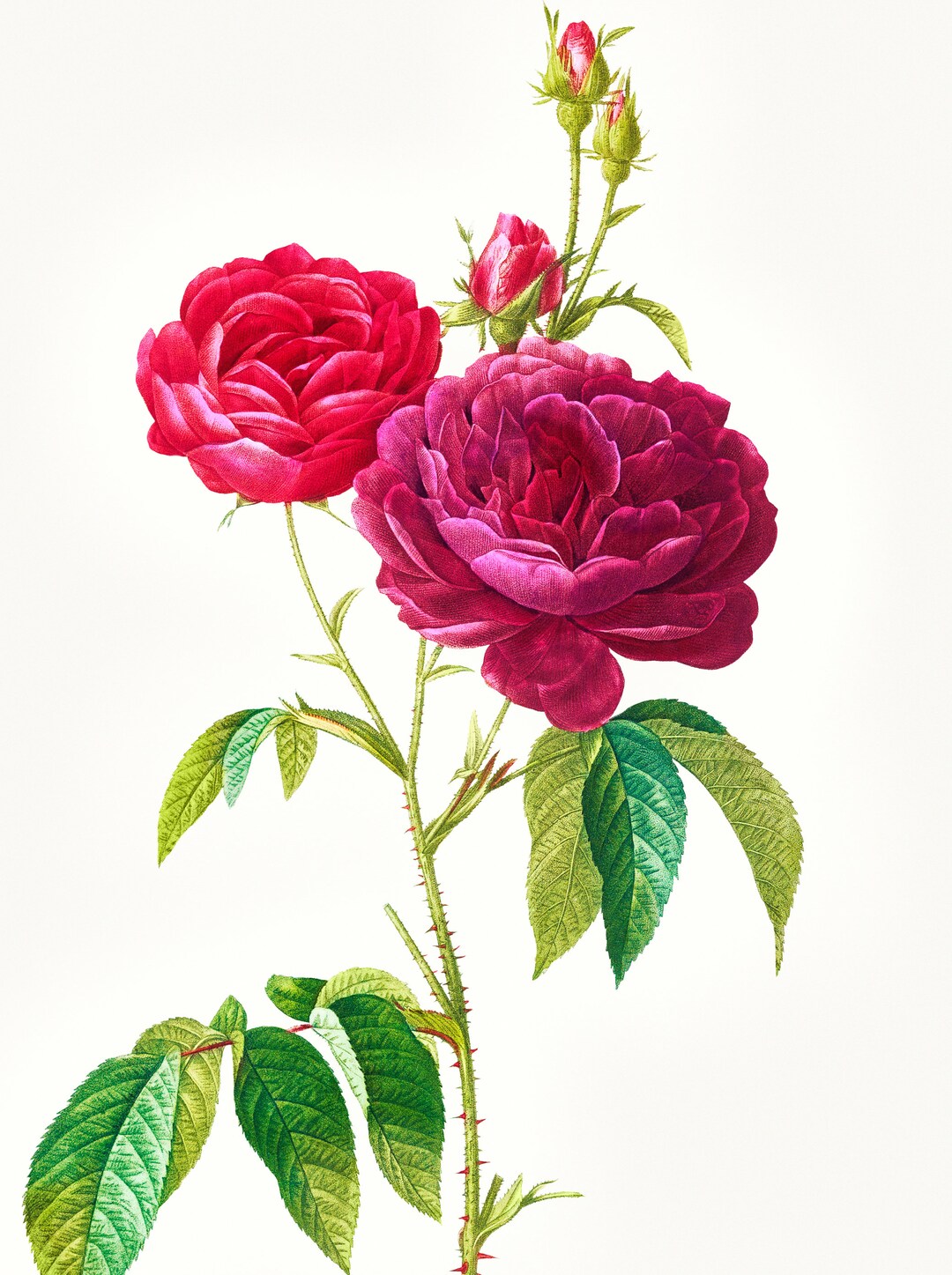 Vintage Red Rose Cross Stitch Pattern | Custom Made | High Quality PDF ...