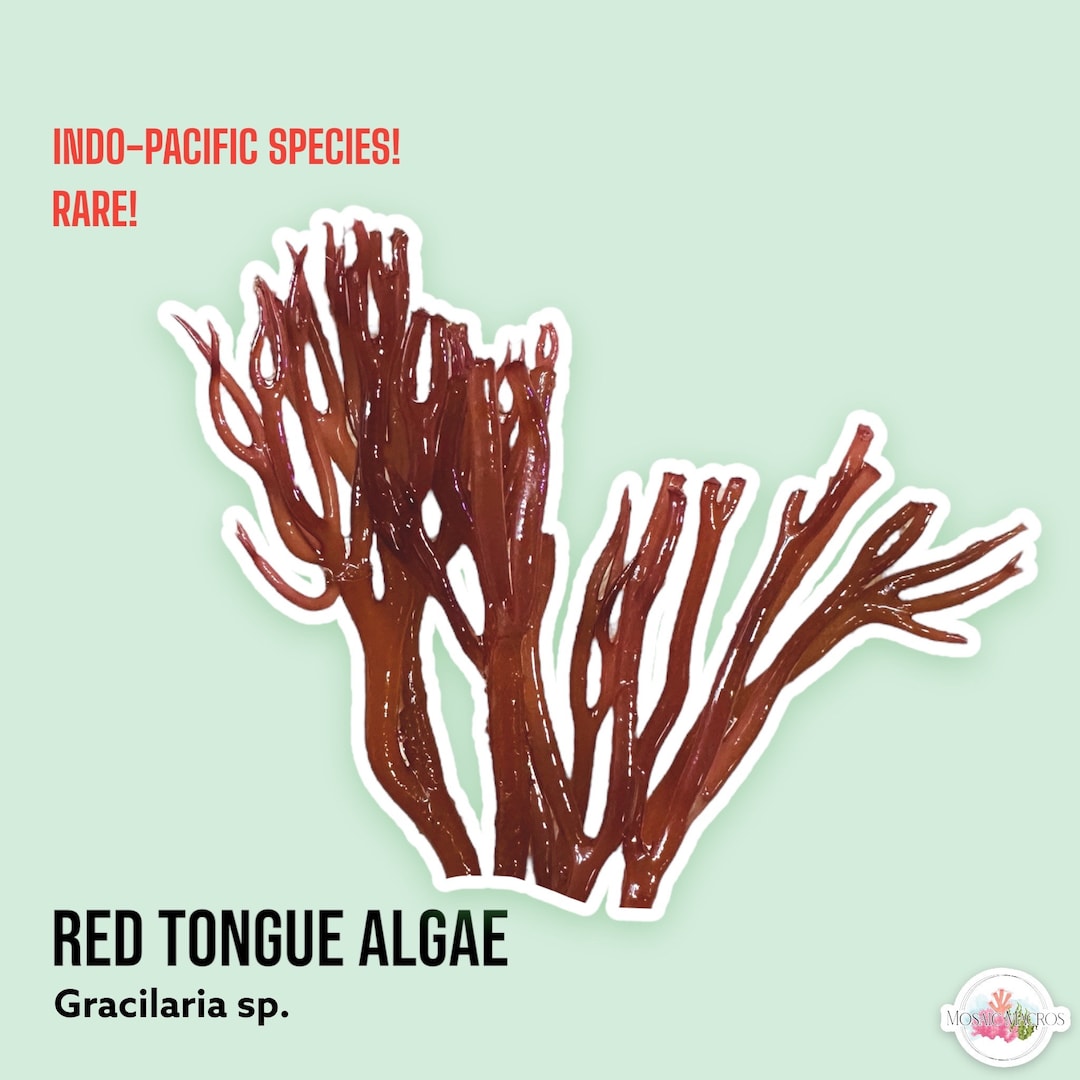 LIVE | Red Tongue Algae | Gracilaria Sp. | Macro Algae/macroalgae Coral ...